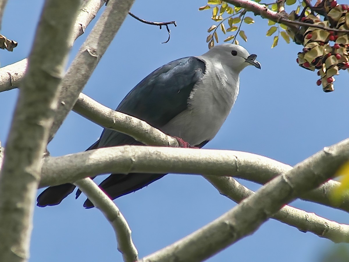 Polynesian Imperial-Pigeon - Ducula aurorae - Birds of the World