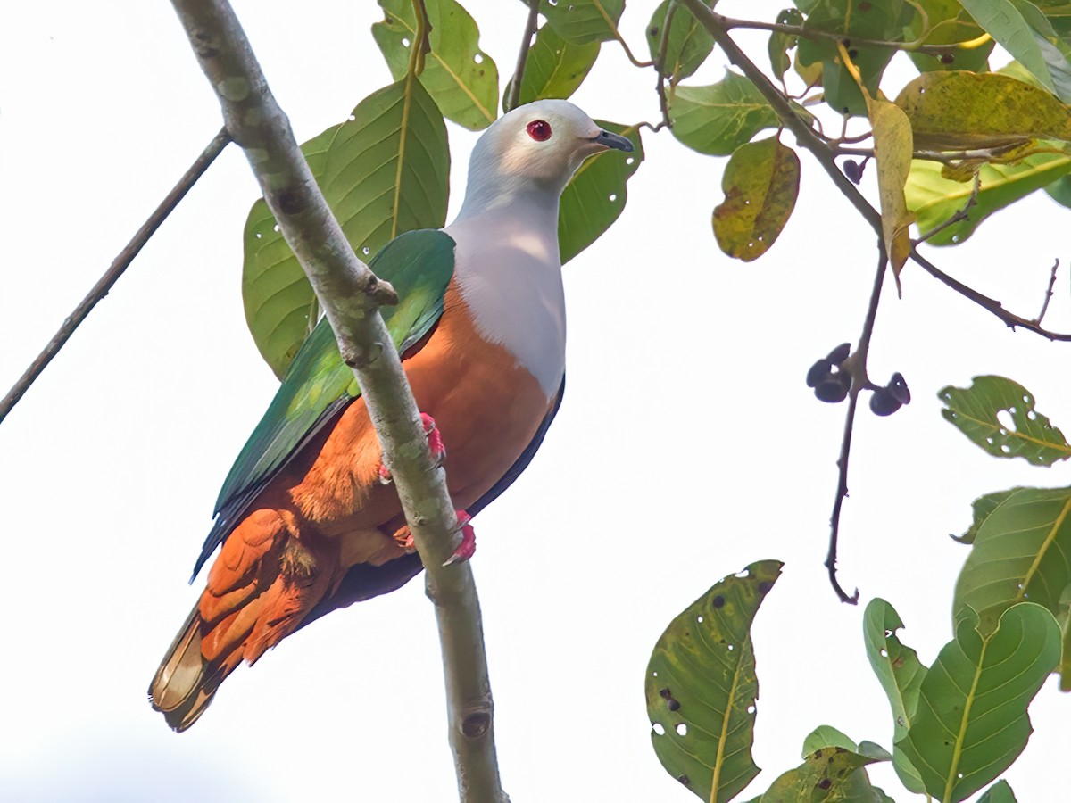 Finsch's Imperial-Pigeon - Ducula finschii - Birds of the World
