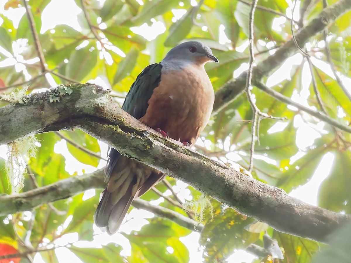 Rufescent Imperial-Pigeon - Ducula chalconota - Birds of the World