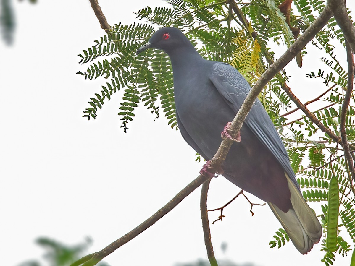 Bismarck Imperial-Pigeon - Ducula melanochroa - Birds of the World