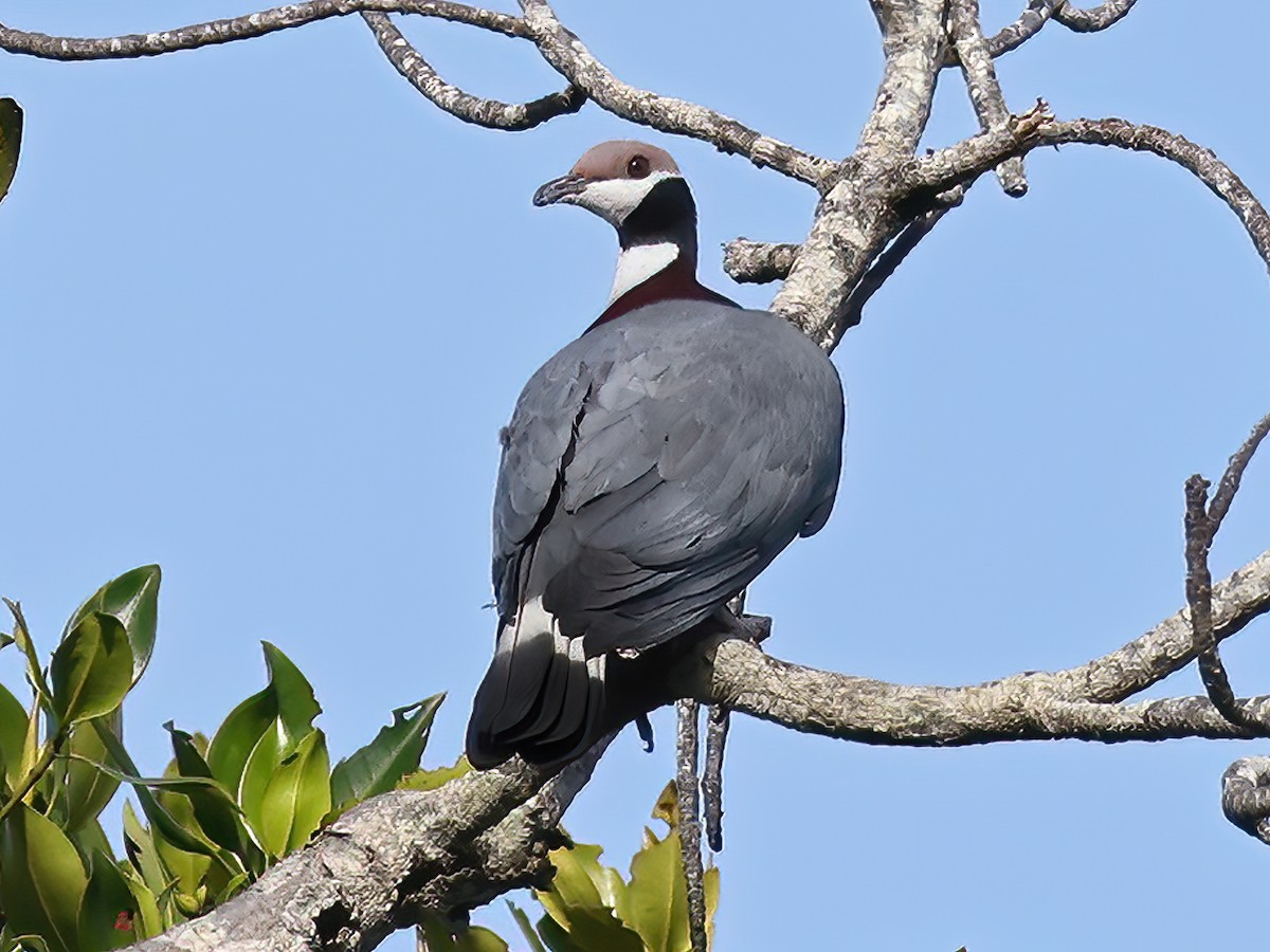 Collared Imperial-Pigeon - Ducula mullerii - Birds of the World