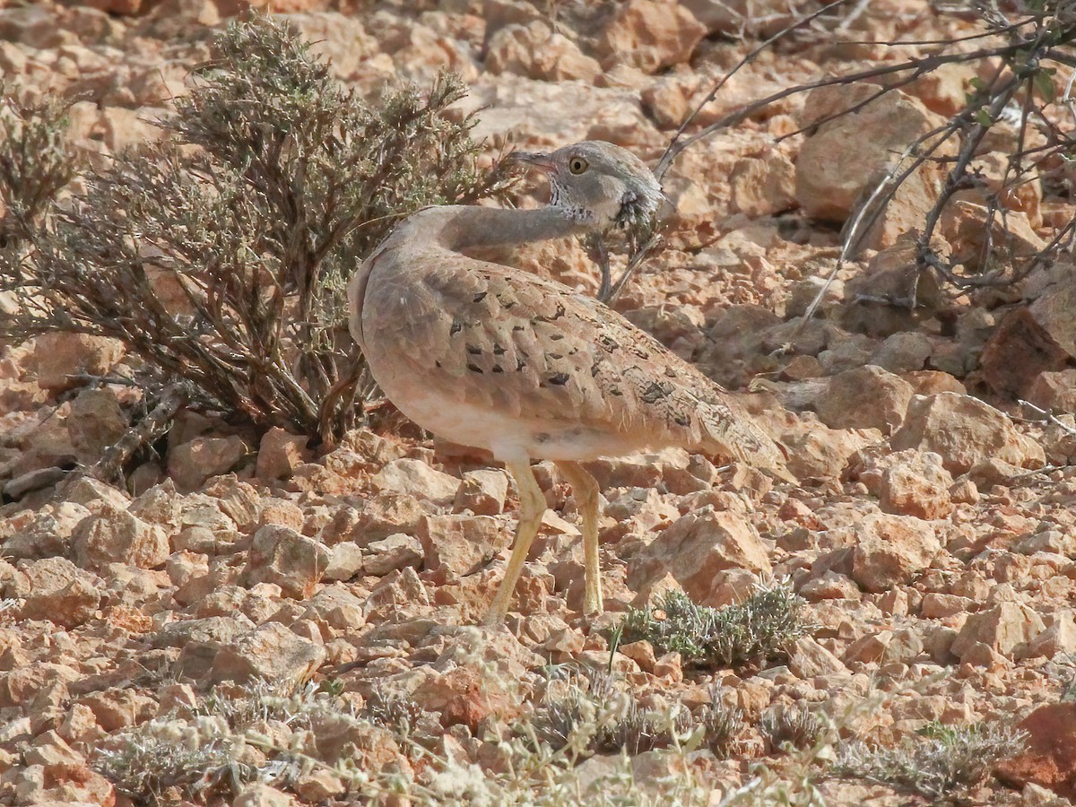 Little Brown Bustard - Heterotetrax humilis - Birds of the World
