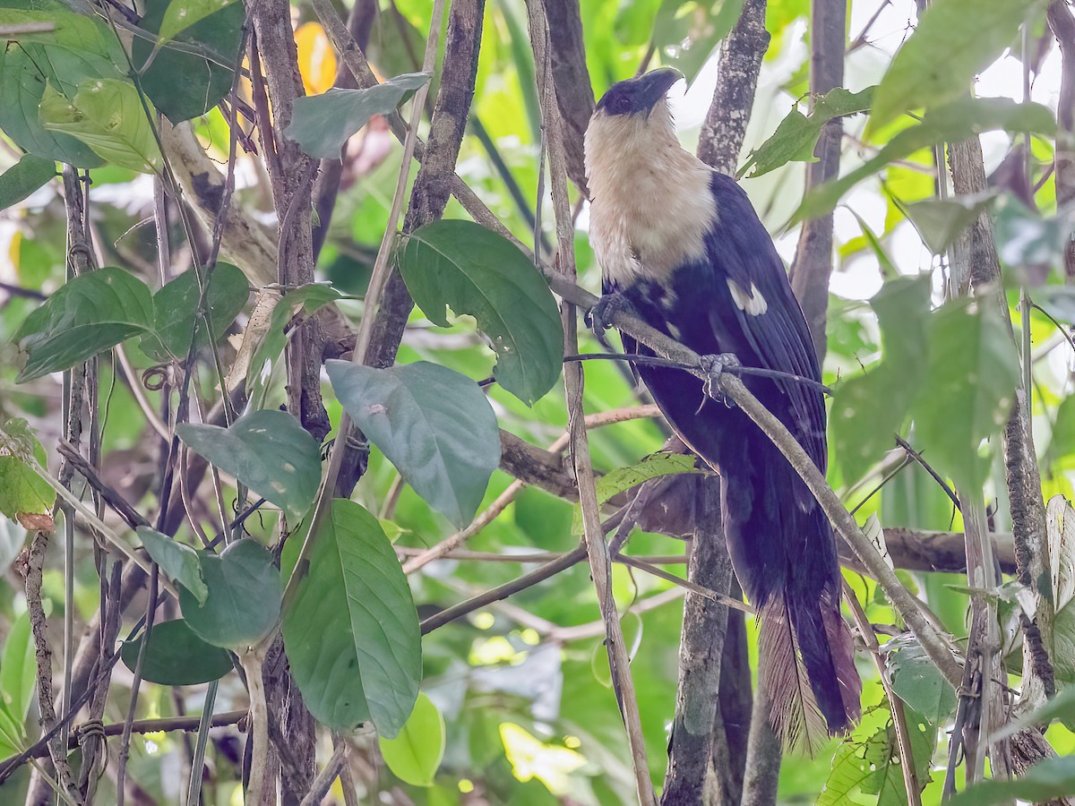 Pied Coucal - Centropus ateralbus - Birds of the World