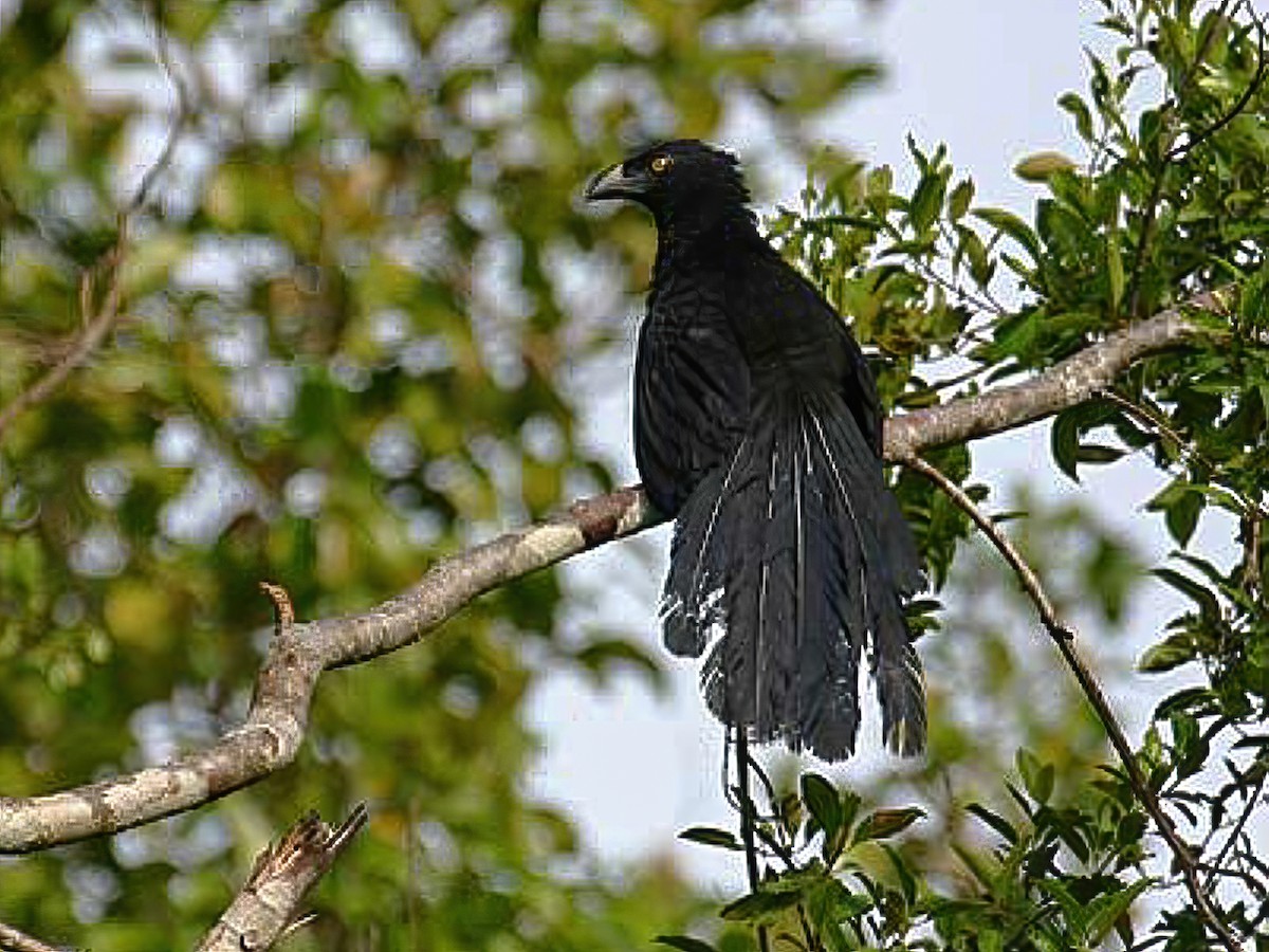 Biak Coucal - Centropus chalybeus - Birds of the World