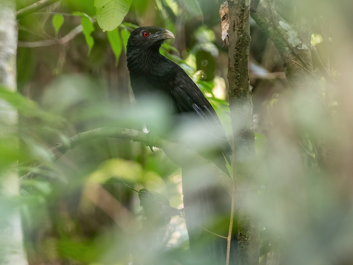 Greater Black Coucal - Centropus menbeki - Birds of the World
