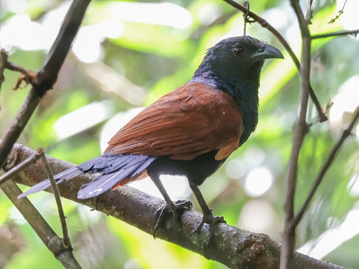 Short-toed Coucal - Centropus rectunguis - Birds of the World