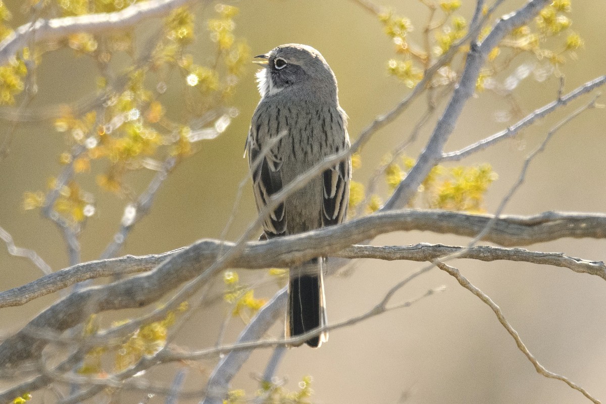 eBird Checklist - 4 Feb 2021 - 190th St E and Avenue J - 7 species (+1 ...