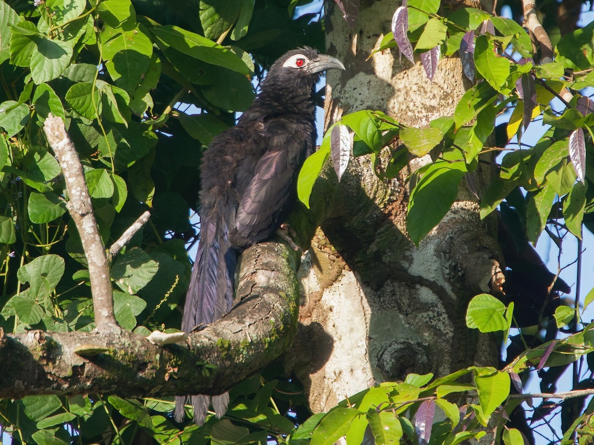 Violaceous Coucal - Centropus violaceus - Birds of the World