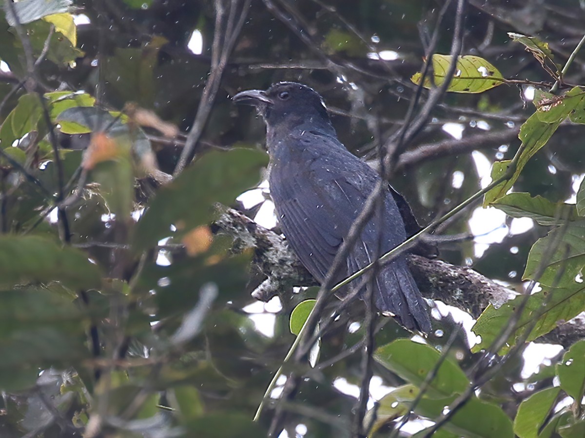White-crowned Cuckoo - Cacomantis leucolophus - Birds of the World