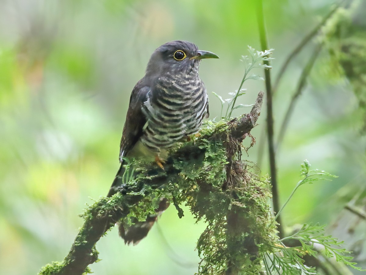 Dusky Long-tailed Cuckoo - Cercococcyx mechowi - Birds of the World