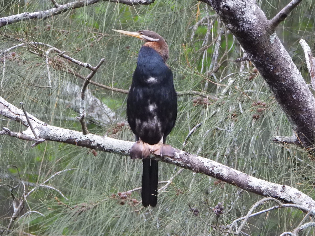 eBird Australia Checklist - 26 Jan 2024 - Progress Park, North ...