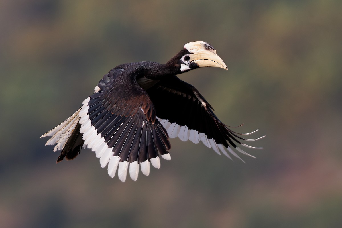 eBird India Checklist - 25 Jan 2024 - Dumpavalasa - 52 species