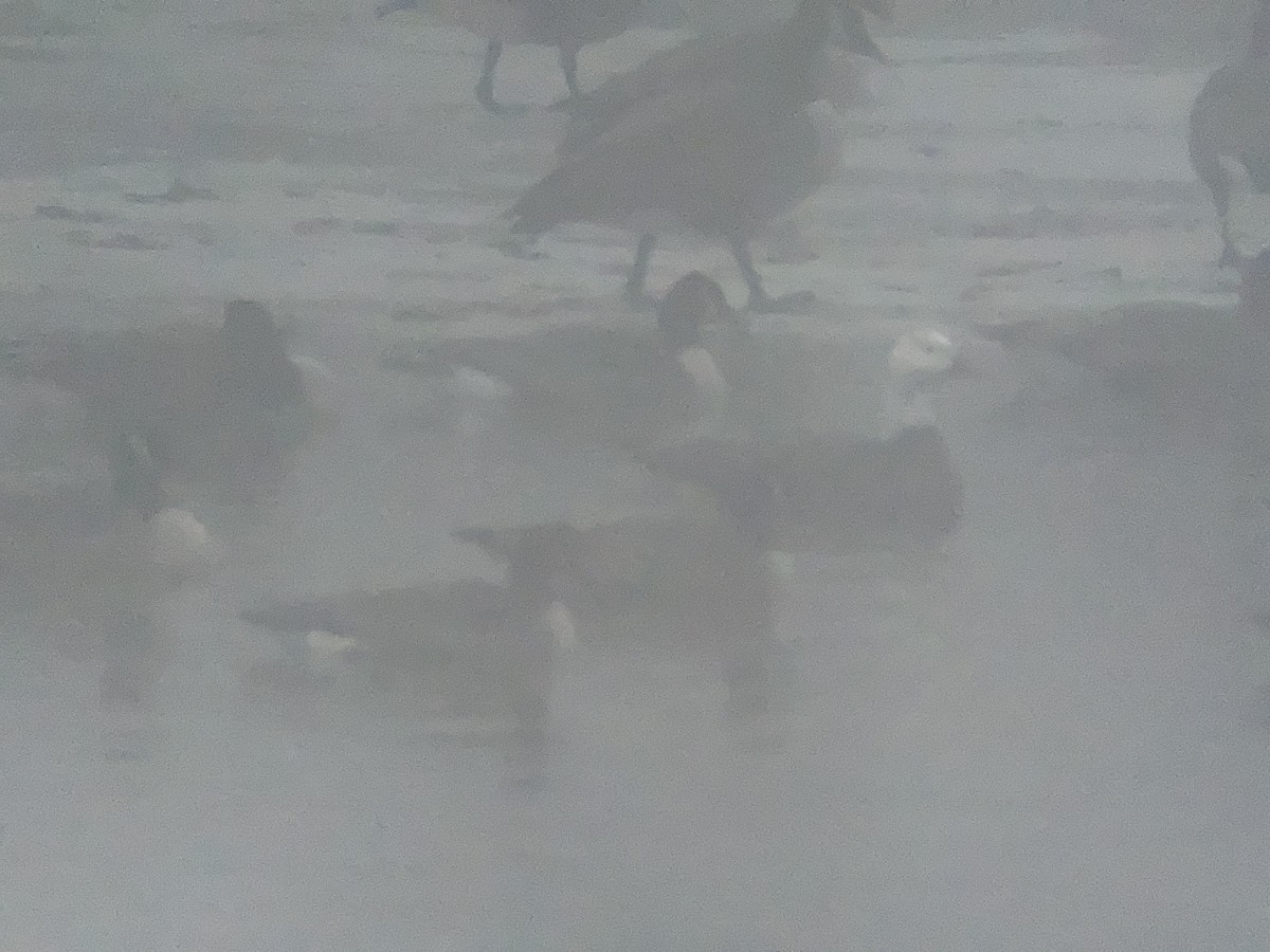eBird Checklist - 25 Jan 2024 - Brinton Lake - 3 species (+1 other taxa)