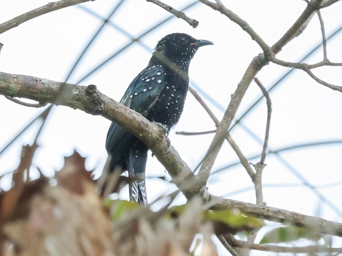 Moluccan Drongo-Cuckoo - Surniculus musschenbroeki - Birds of the World