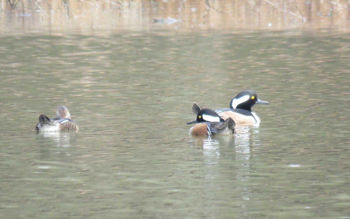eBird Checklist - 26 Jan 2024 - Silver Lake Regional Park - 46 species