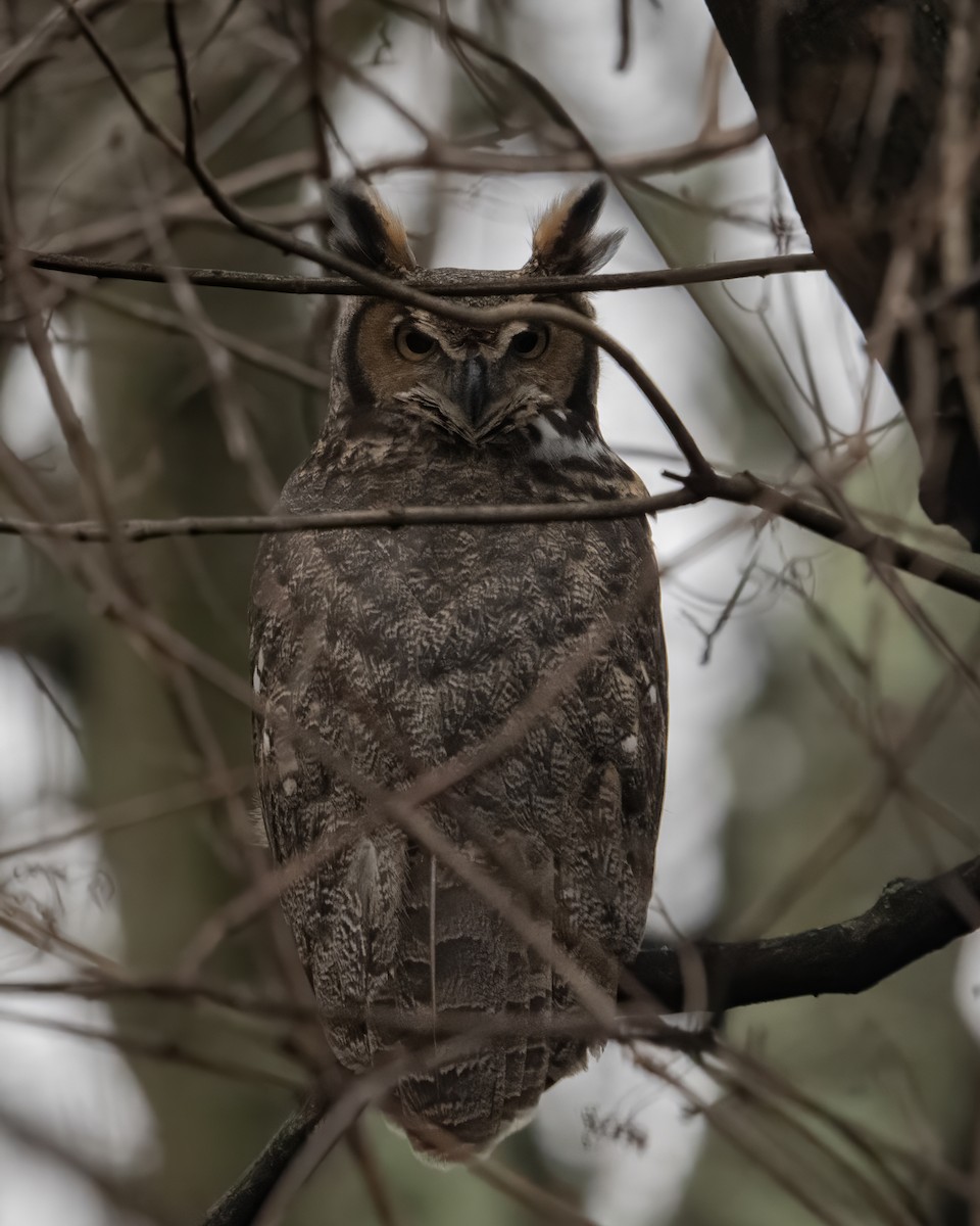 eBird Checklist - 25 Jan 2024 - Hempstead Lake SP--south end - 7 species