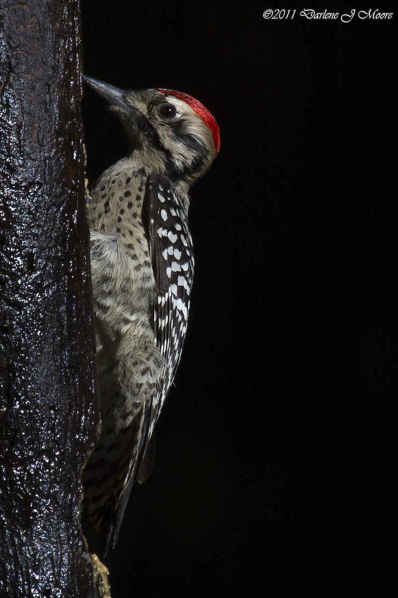 eBird Checklist - 11 Nov 2011 - National Butterfly Center--General ...