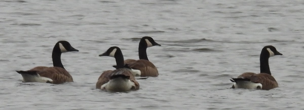 North Carolina Bird Atlas Checklist - 25 Jan 2024 - Timber Ridge Lake ...