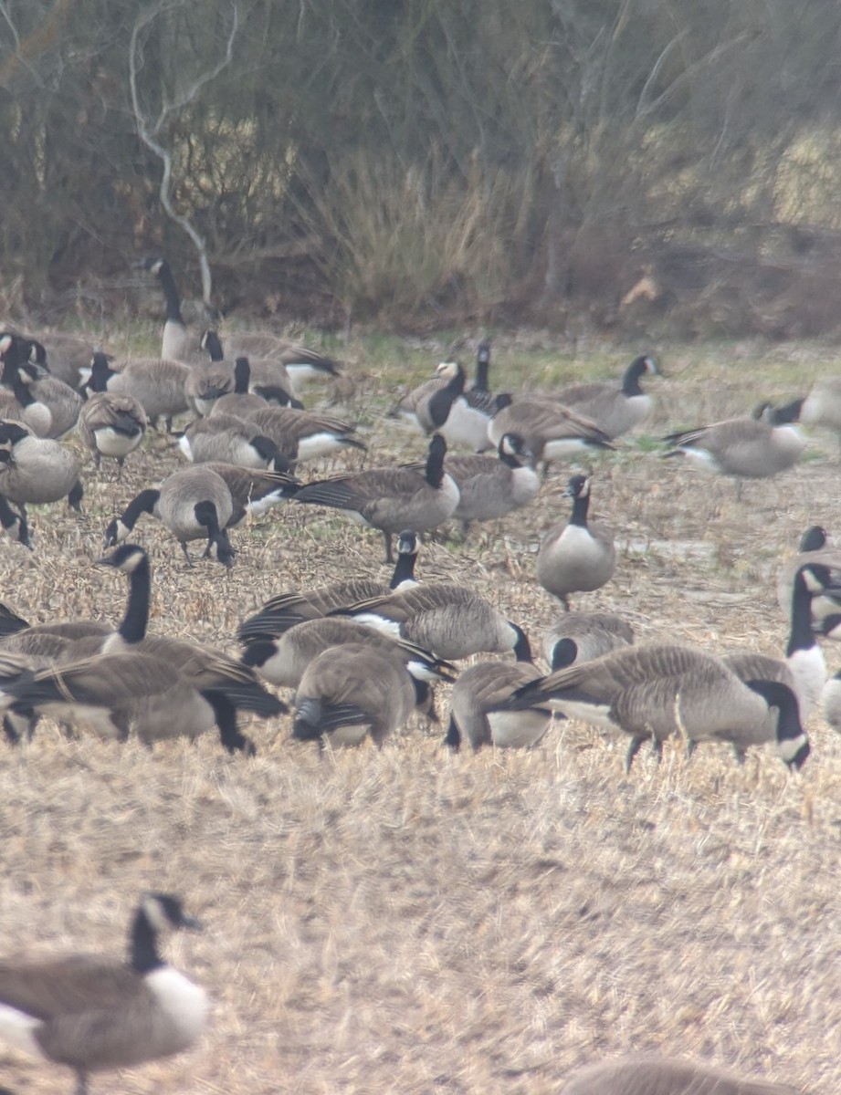 eBird Checklist - 26 Jan 2024 - Barnacle Goose - 7 species
