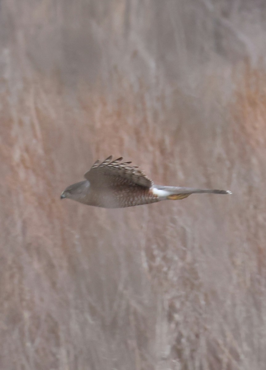 eBird Checklist - 26 Jan 2024 - AT&T Trinity Forest Trail - 24 species