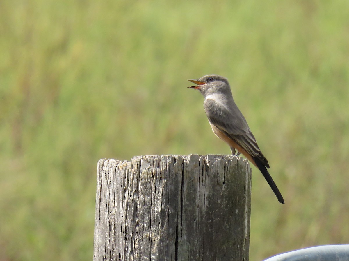 eBird Checklist - 30 Sep 2021 - Alazan Bayou WMA - 1 species