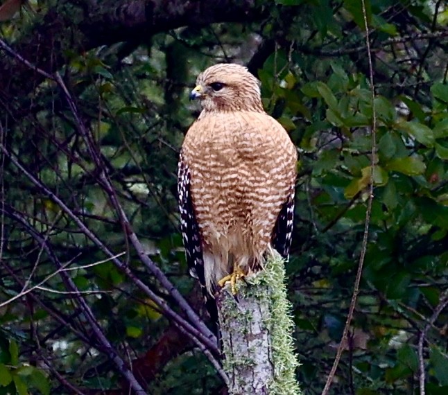 eBird Checklist - 26 Jan 2024 - High Island--Boy Scout Woods (UTC 055 ...