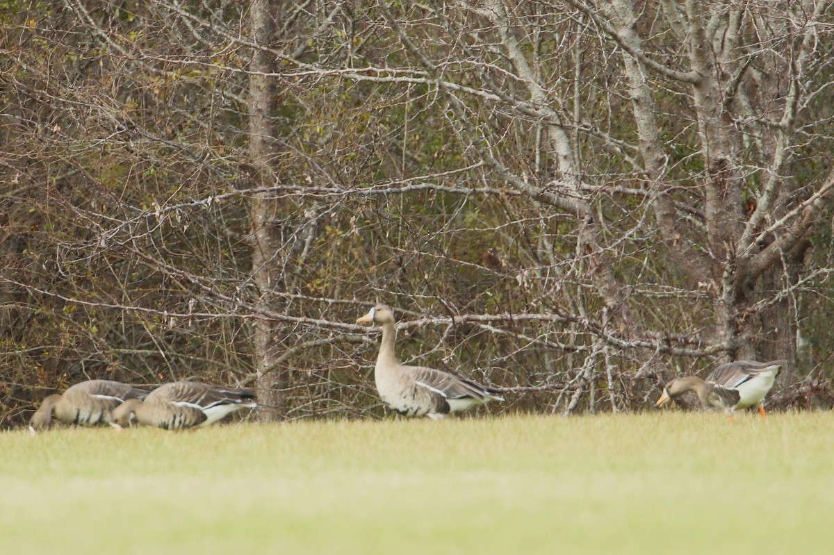 eBird Checklist - 26 Jan 2024 - Camp Jordan Park - 8 species