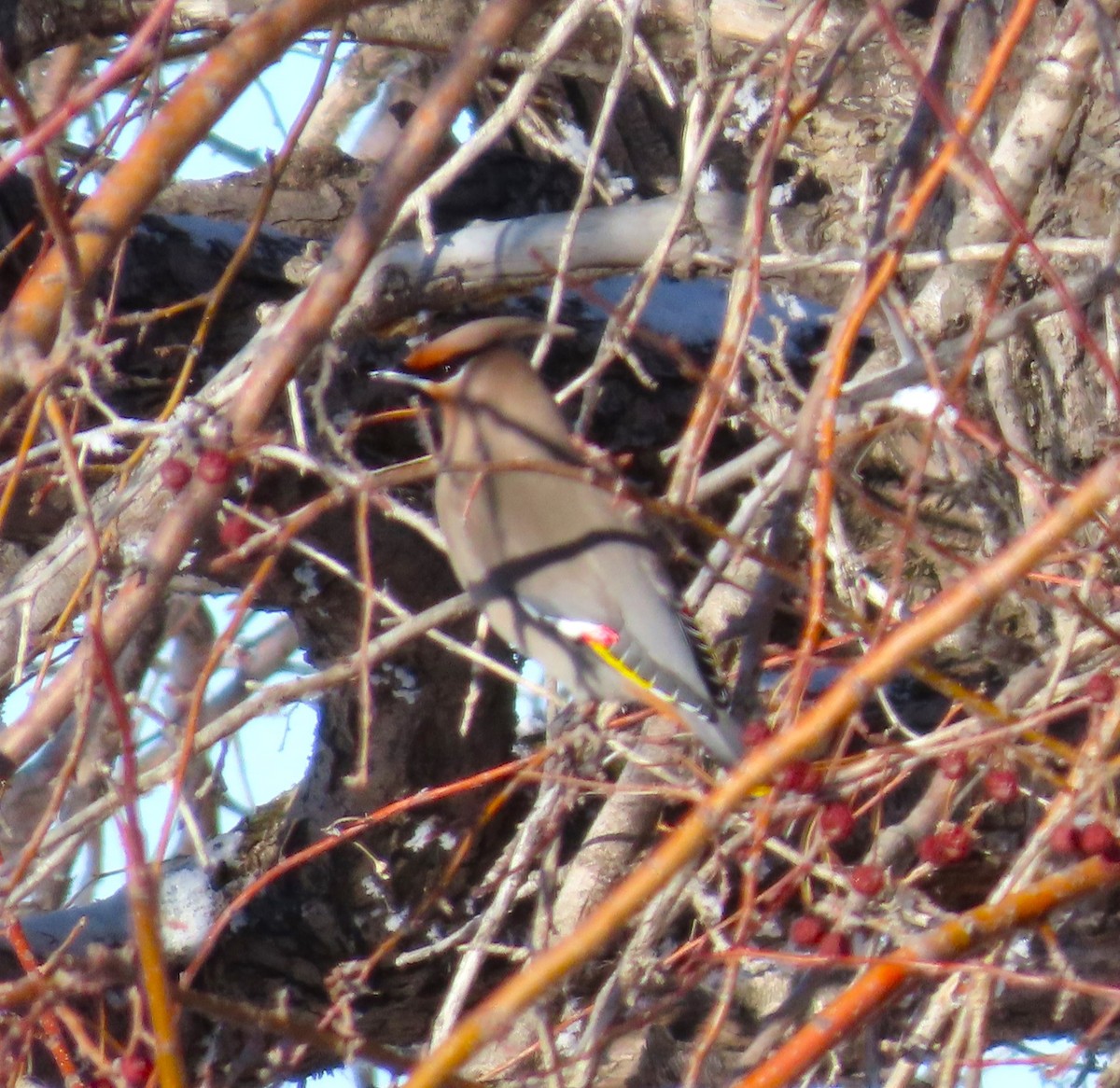 eBird Checklist - 26 Jan 2024 - 3232 105th Street Northwest, Antler ...