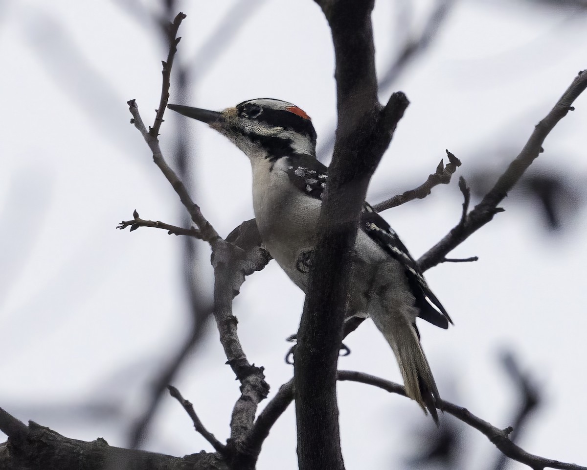 eBird Checklist - 26 Jan 2024 - Lake Ray Hubbard--Rowlett Nature Trail ...