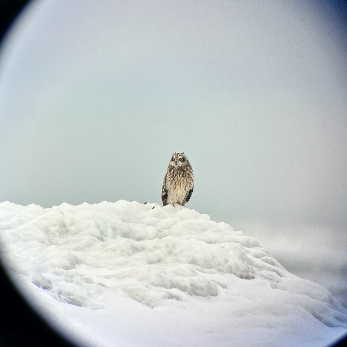 eBird Checklist - 26 Jan 2024 - 3328 Route 132, St-Ulric CA-QC (48.7717 ...