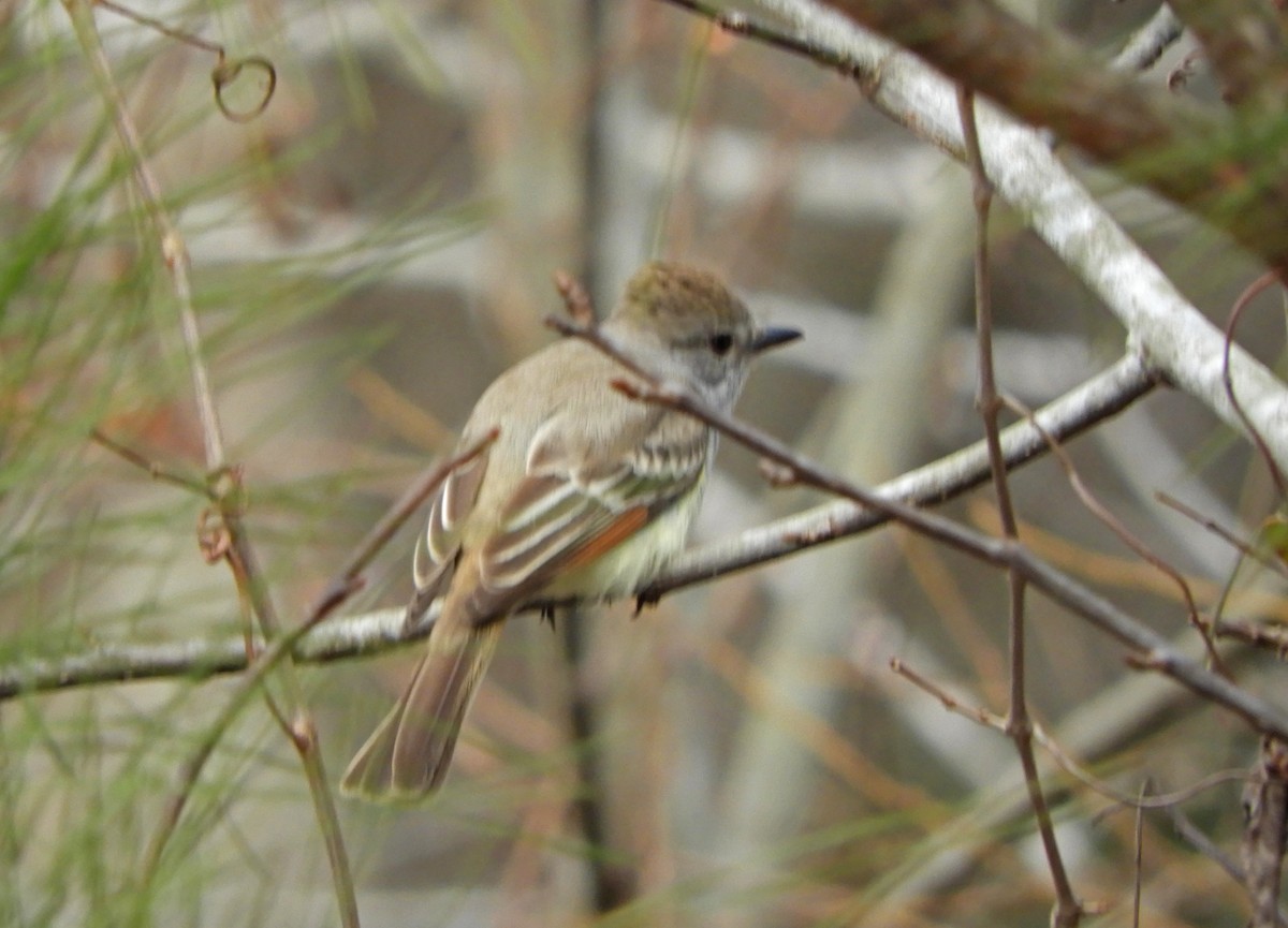 eBird Checklist - 26 Jan 2024 - Alligator River NWR - 41 species