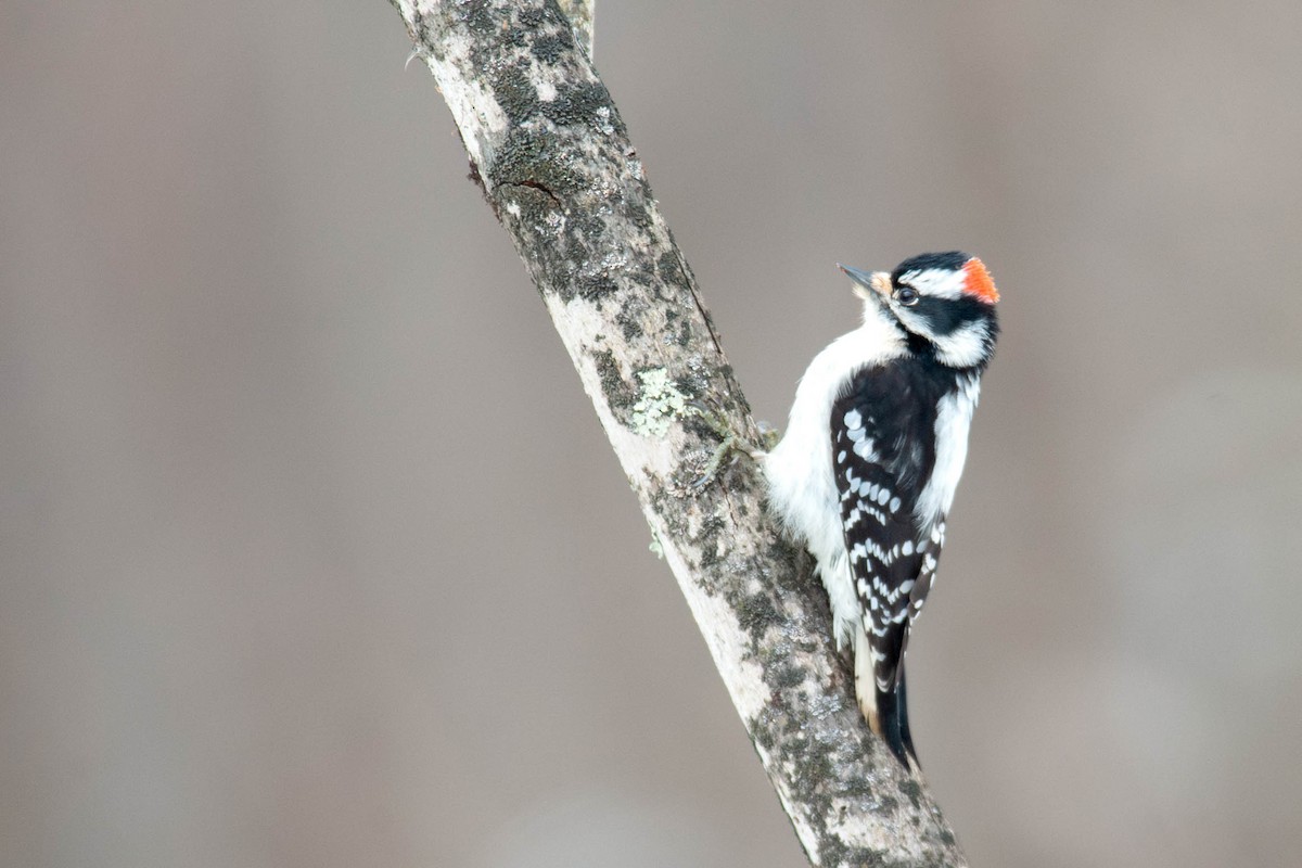 eBird Checklist - 26 Jan 2024 - Hartley Nature Center - 12 species