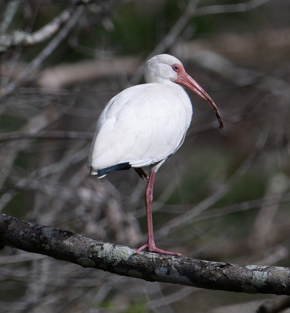 eBird Checklist - 26 Jan 2024 - Audubon Corkscrew Swamp Sanctuary - 35 ...