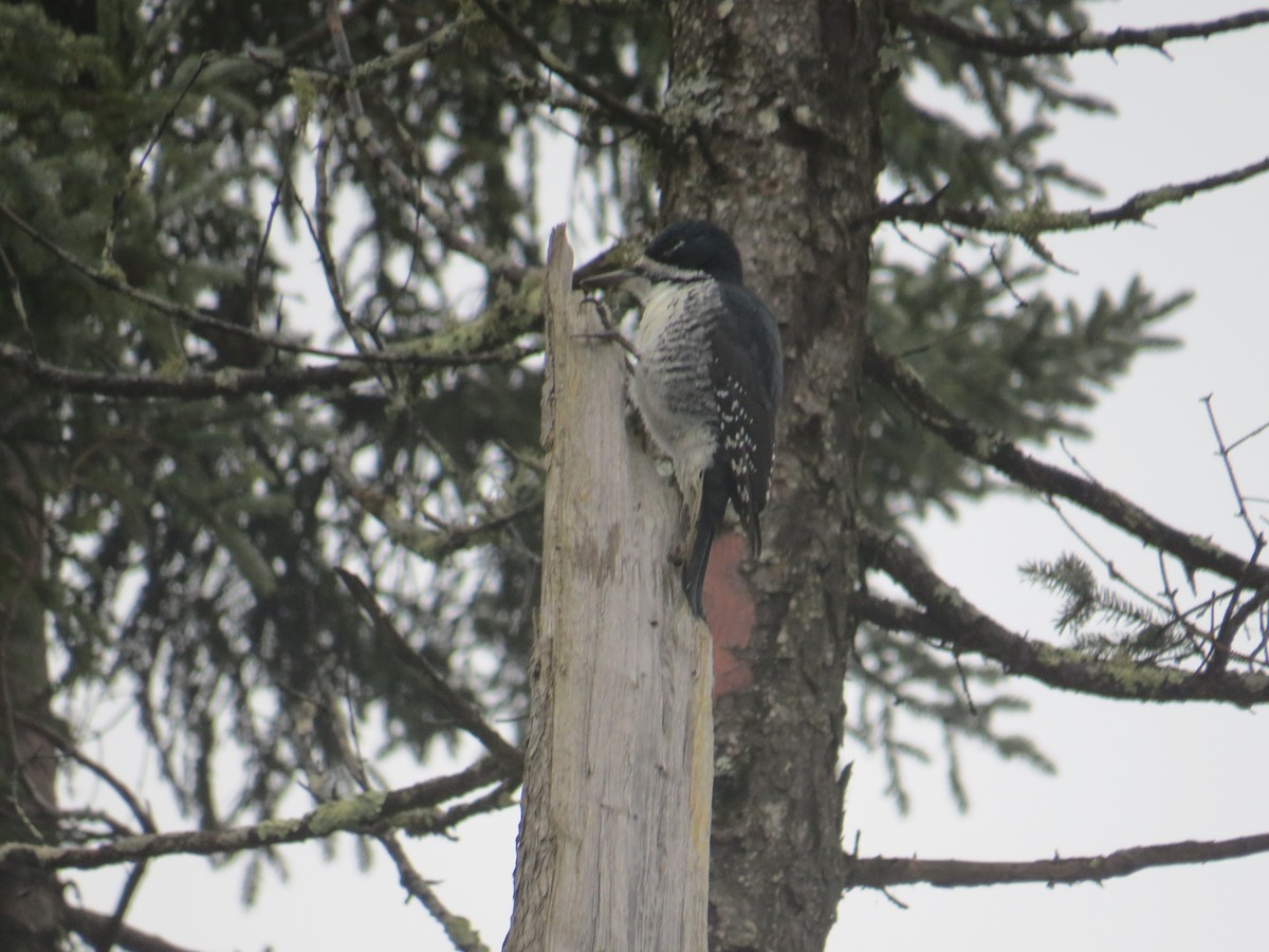 eBird Checklist - 26 Jan 2024 - Nickerson Bog (Pine Co) - 6 species