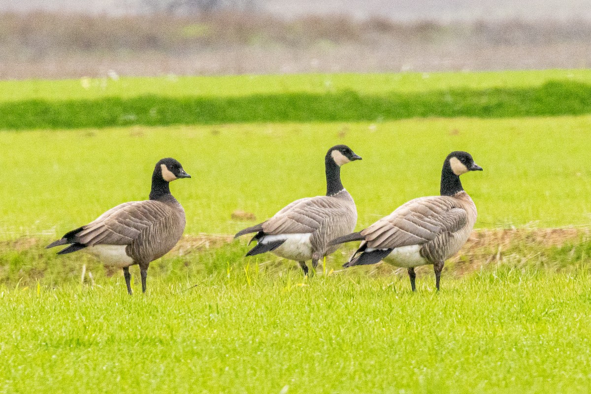 eBird Checklist - 26 Jan 2024 - Ferrari Ranch Ponds - 44 species