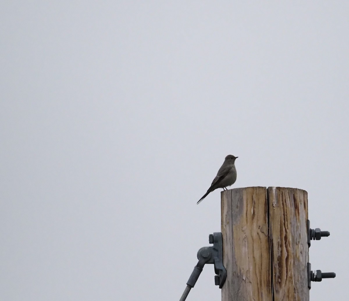 eBird Checklist - 26 Jan 2024 - Kaposia Landing, South Saint Paul US-MN ...