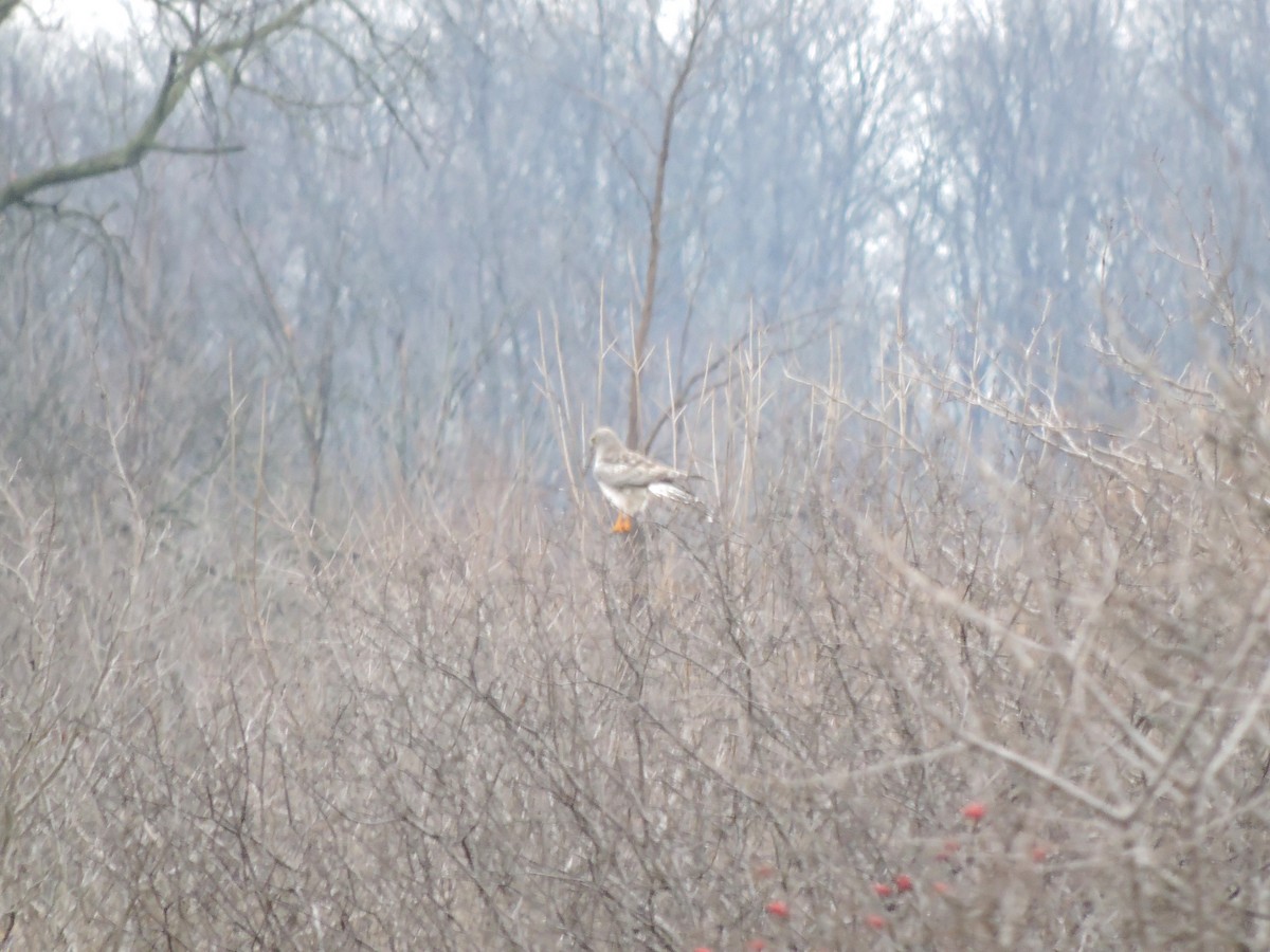 eBird Checklist - 26 Jan 2024 - Stoney Creek--10th Road East - 10 species