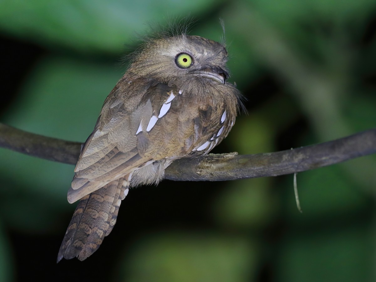 Bornean Frogmouth - Batrachostomus mixtus - Birds of the World