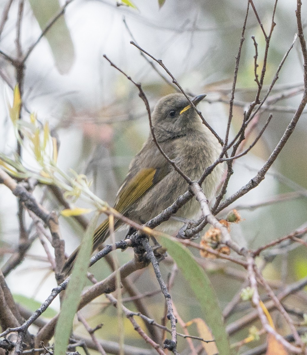 eBird Checklist - 7 Jan 2024 - Cradle Mountain Speeler Track - 13 species