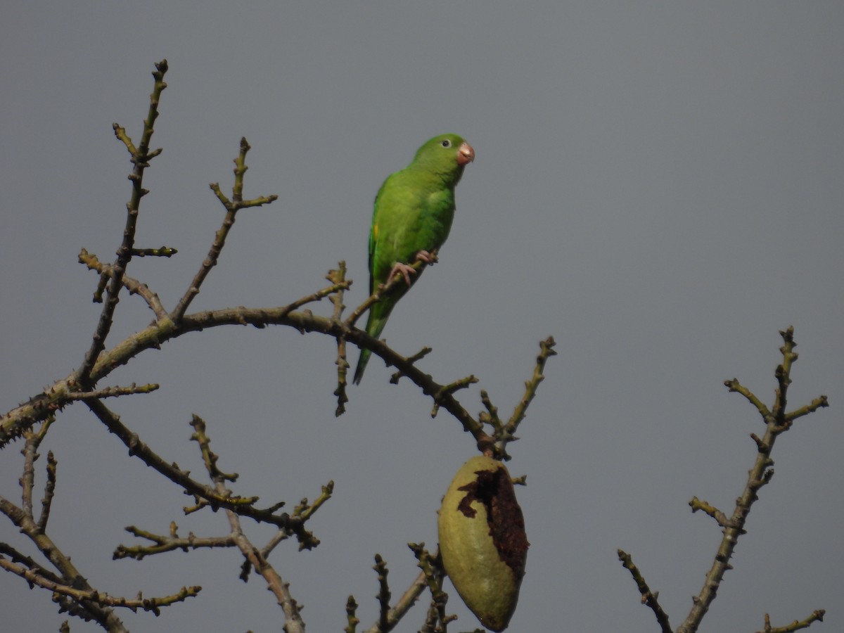eBird Checklist - 25 Jan 2024 - Natural History Museum Nature Gardens ...