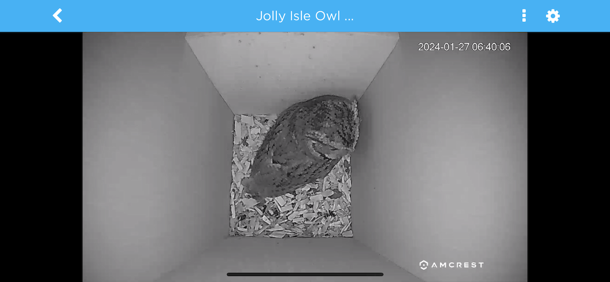 eBird Checklist - 27 Jan 2024 - Jolly Island - 1 species