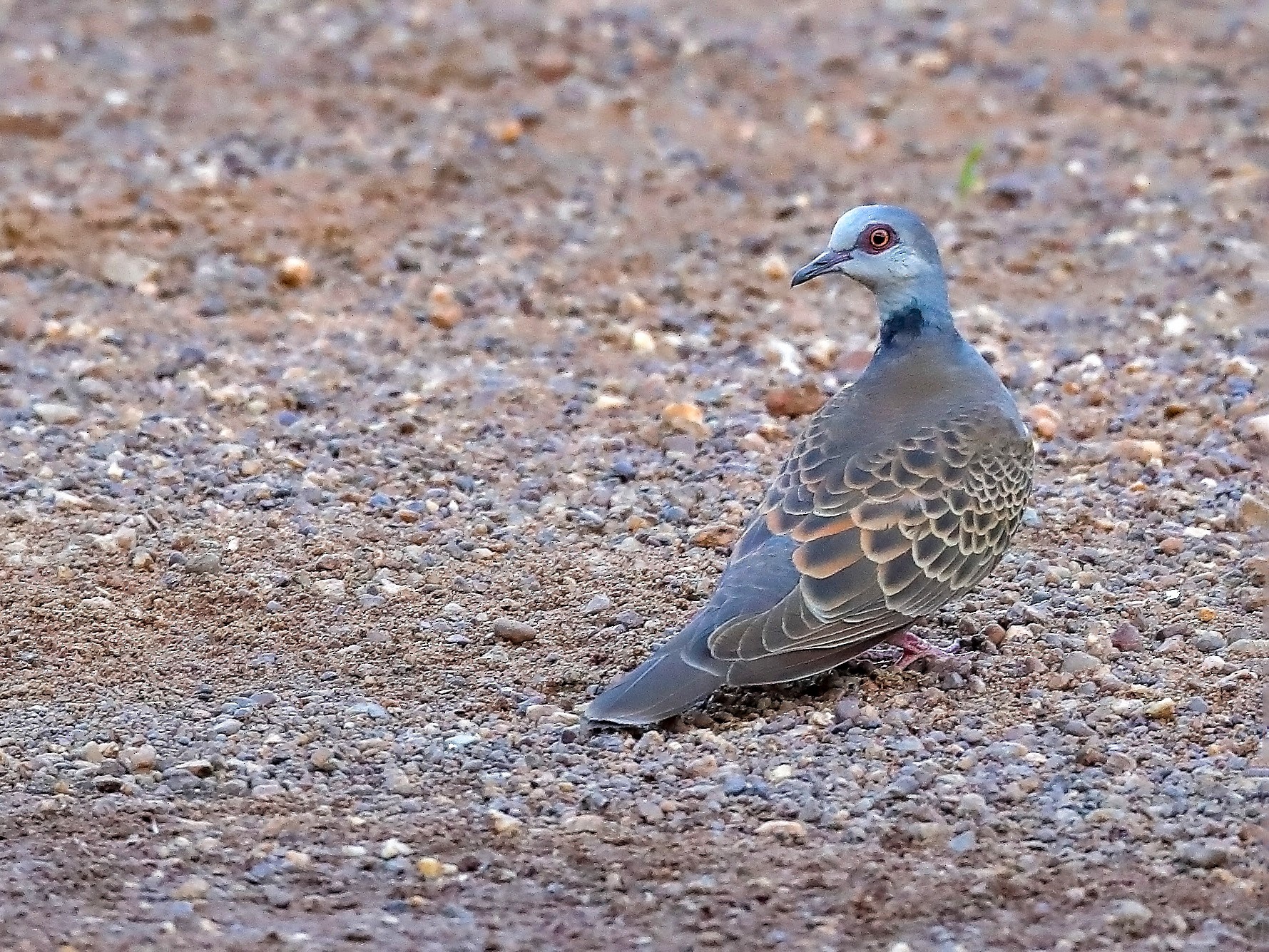 Adamawa Turtle-Dove - eBird