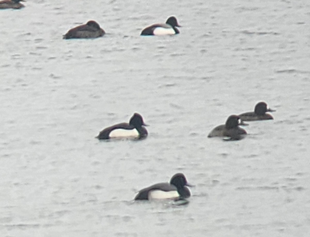 Vermont eBird Checklist - 27 Jan 2024 - Colchester Railroad Causeway ...