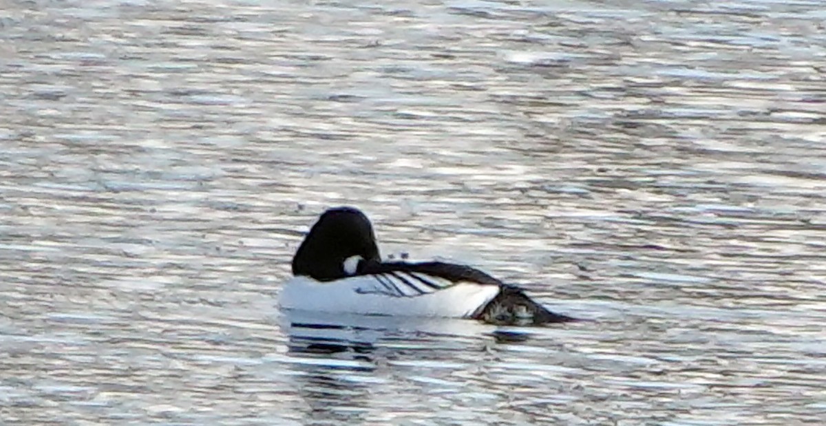 eBird Checklist - 26 Jan 2024 - Colorado River SP--Connected Lakes ...