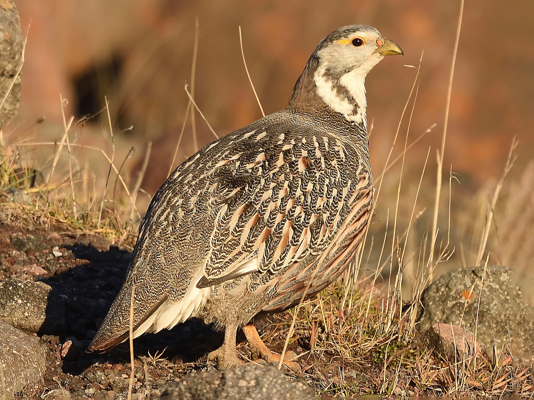 Caucasian Snowcock - eBird