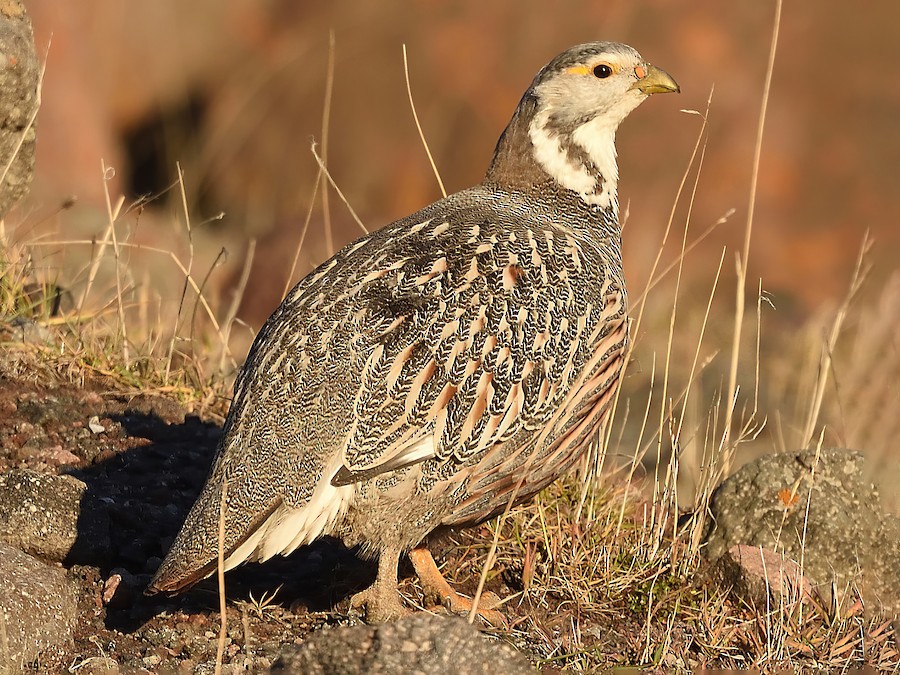 Caucasian Snowcock - eBird