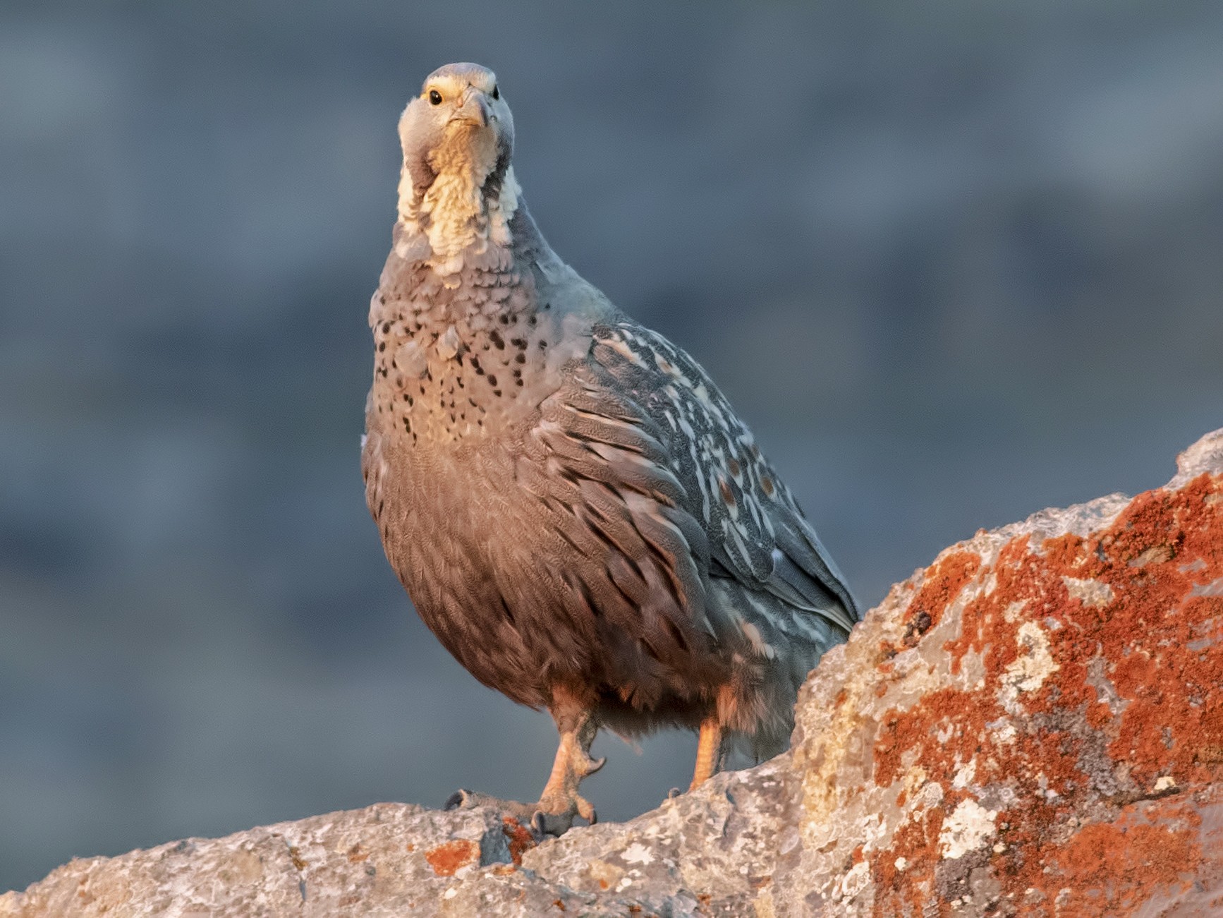 Caspian Snowcock - eBird