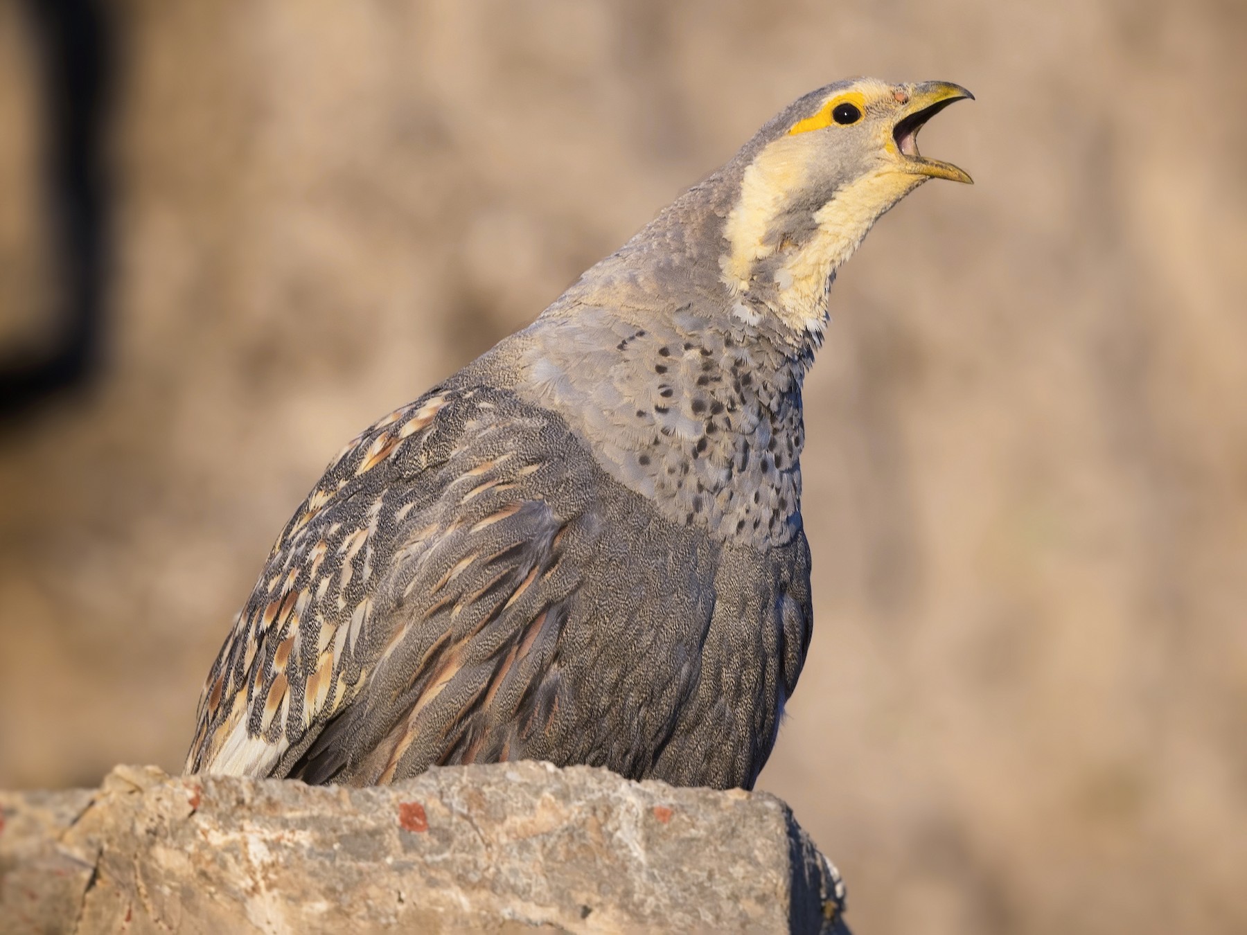 Caspian Snowcock - eBird