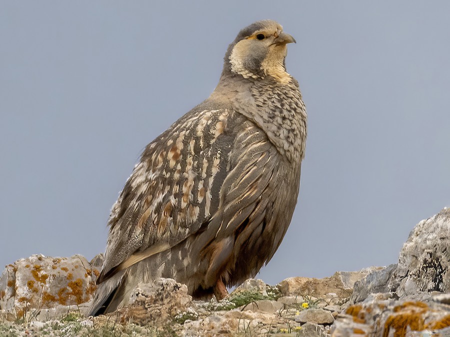 Caspian Snowcock - eBird