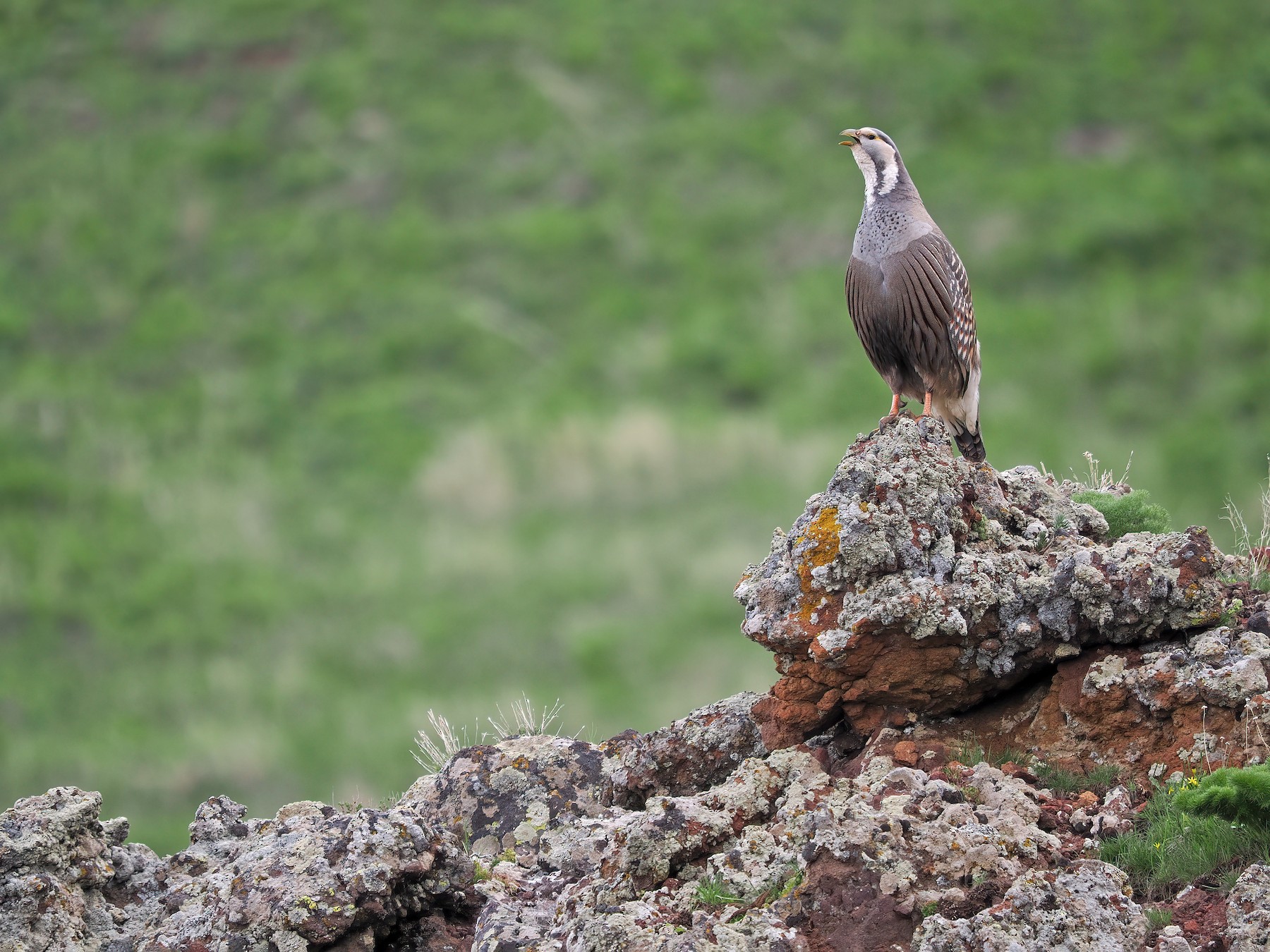 Perdigallo del Caspio - eBird